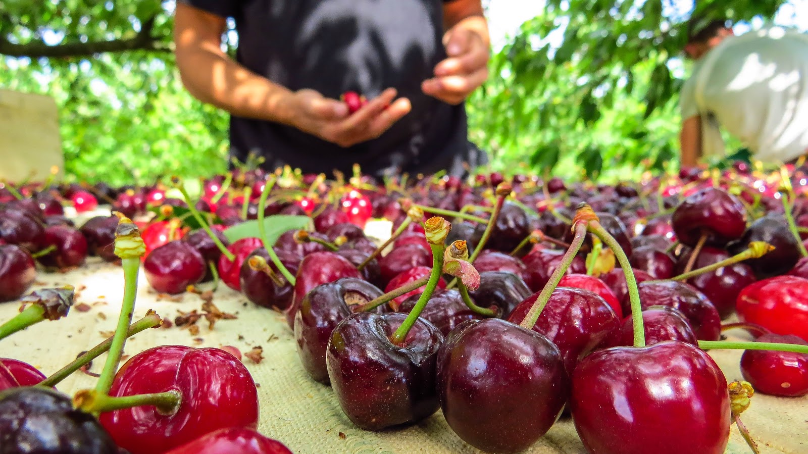 cerises-ceret-entre-les-arbres | Entre les arbres